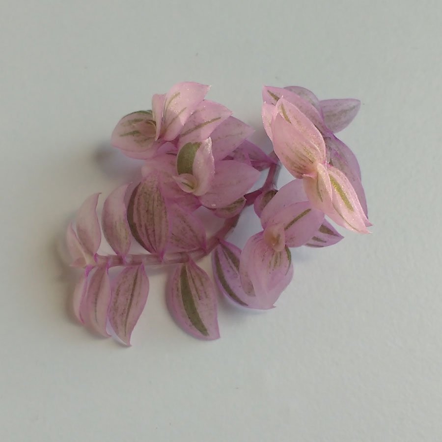 Callisia repens variegata - Stekken - Sunnyplants.com