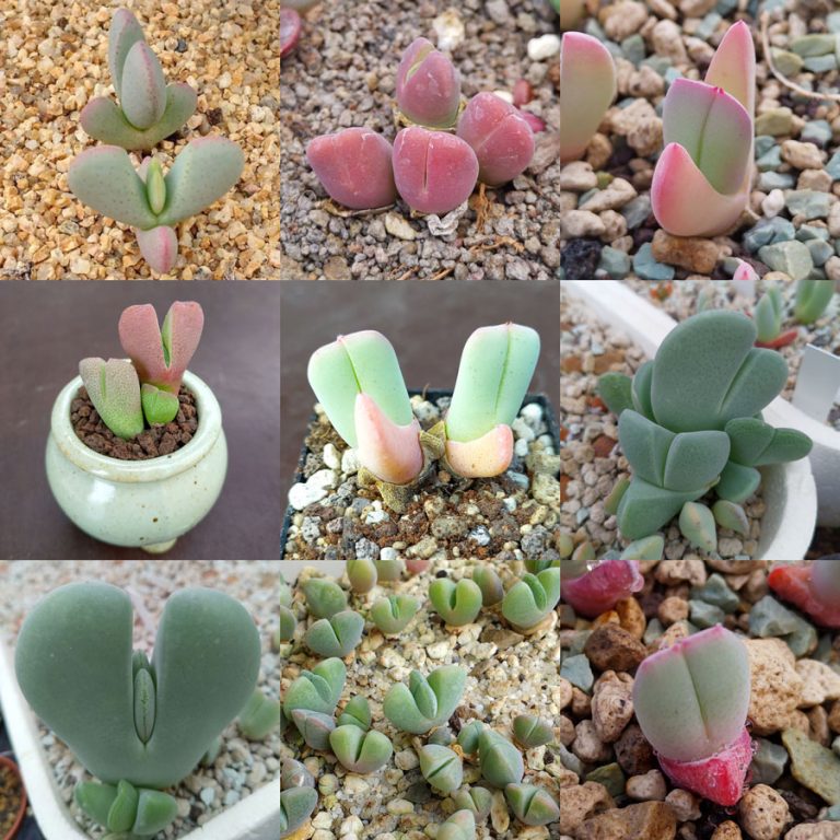 Lithops Mixed Seeds - Living Stones - Seeds - Sunnyplants.com