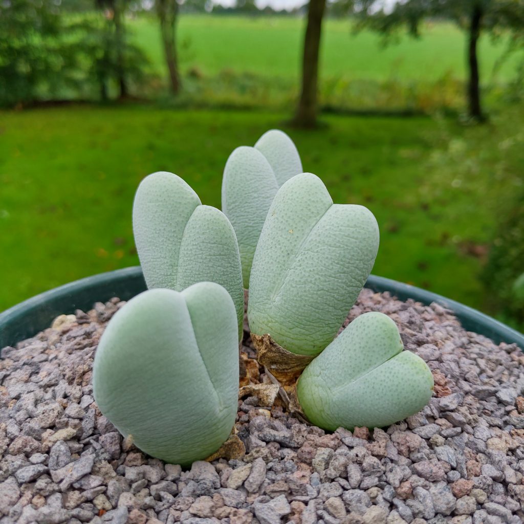 Cheiridopsis pillansii - Levende Steentjes - Planten - Sunnyplants.com