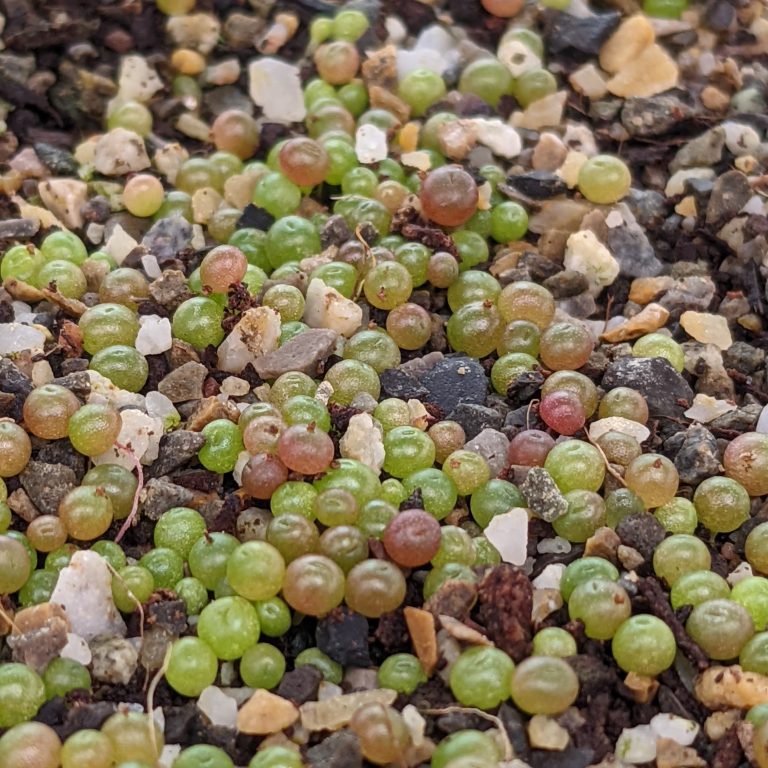 Conophytum calculus - Living Stones - Seeds - Sunnyplants.com