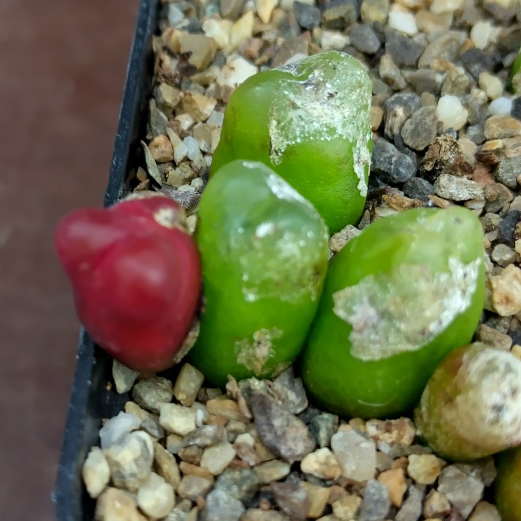 Conophytum calculus Plants and other Small Succulents for Sale