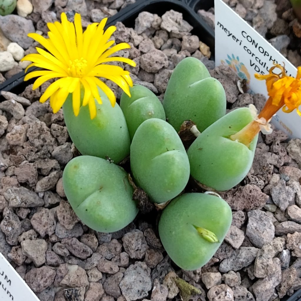 Conophytum meyeri - Living Stones - Plants - Sunnyplants.com