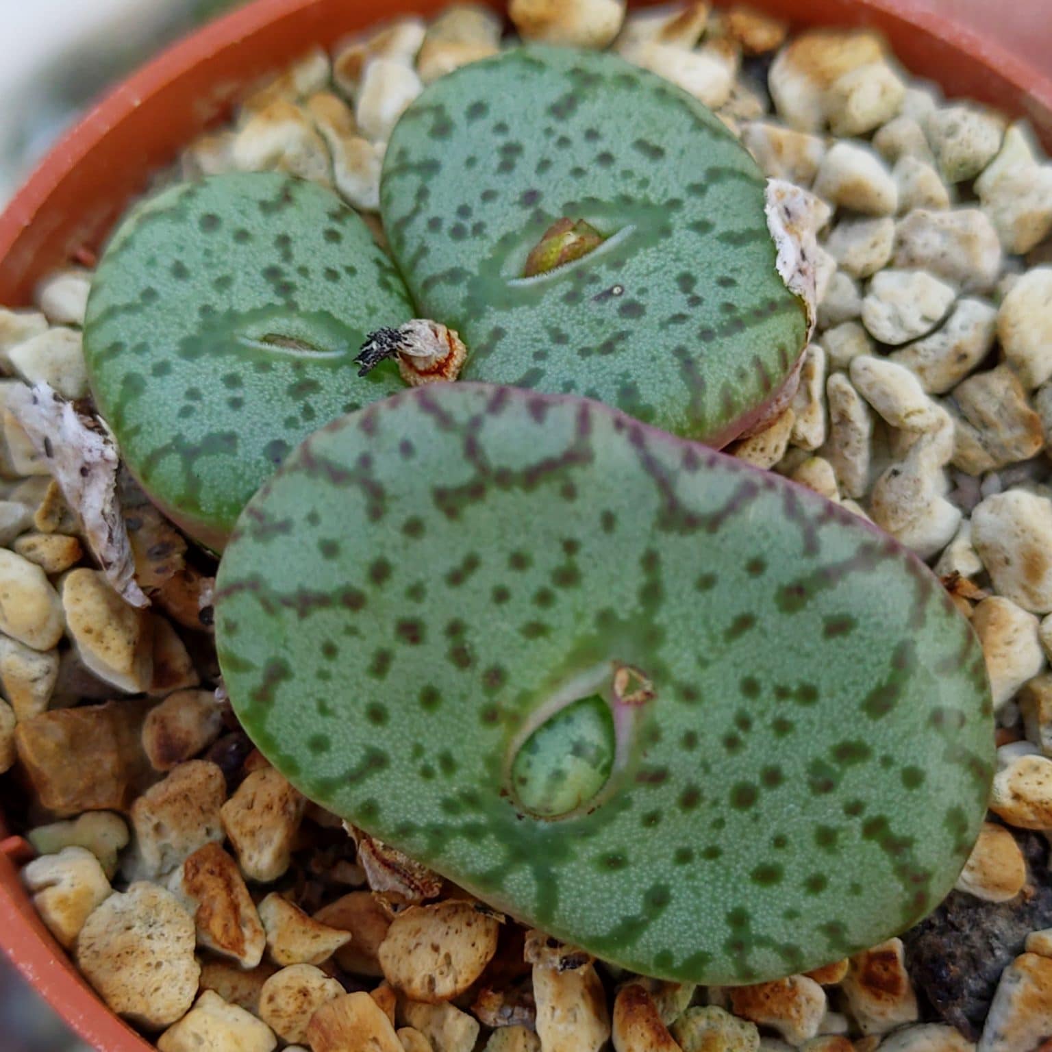 Conophytum obcordellum - Lebende Steine - Pflanzen - Sunnyplants.com