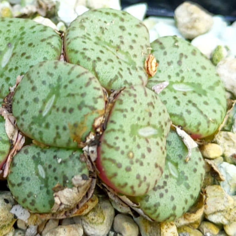 Conophytum obcordellum - Living Stones - Plants - Sunnyplants.com
