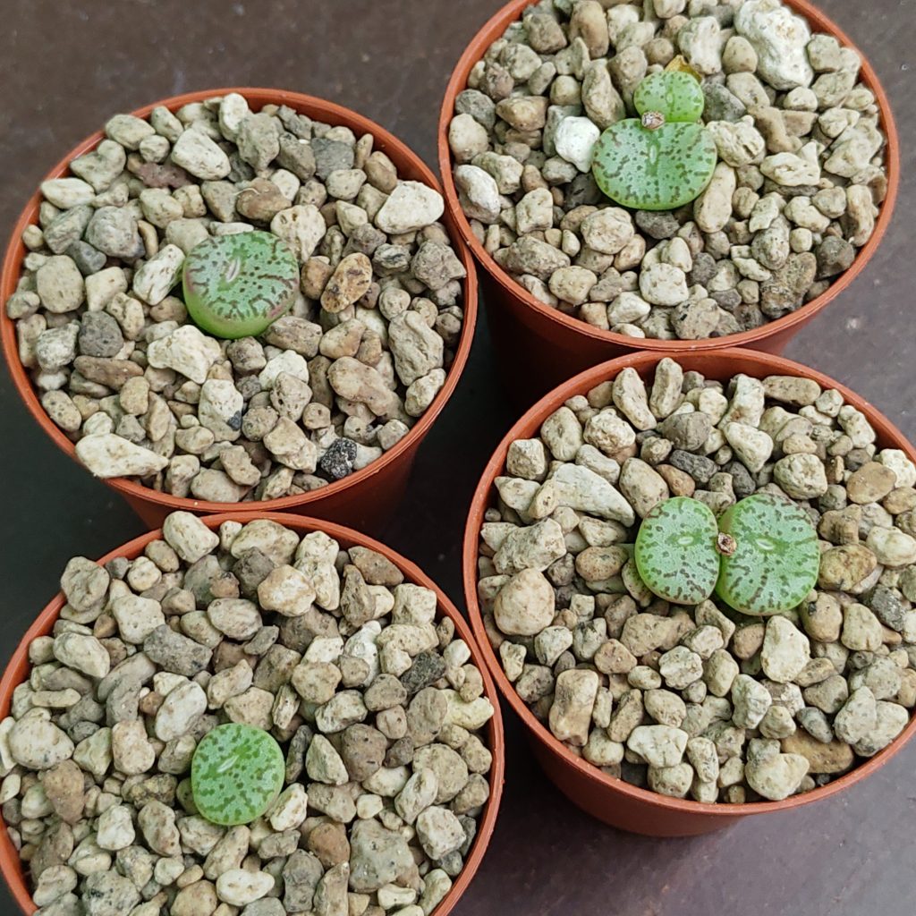 Conophytum obcordellum - Levende Steentjes - Planten - Sunnyplants.com
