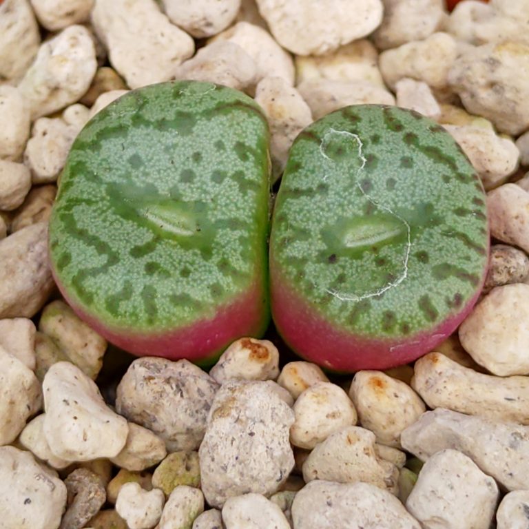 Lithops Collection - Living Stones - Sunnyplants.com