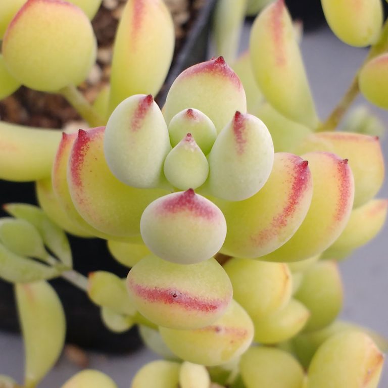 Cotyledon pendens - Cliff Cotyledon - Cuttings - Sunnyplants.com