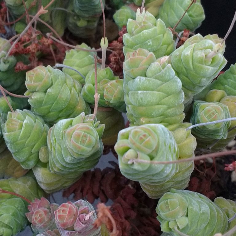 Crassula columella - Cuttings - Sunnyplants.com