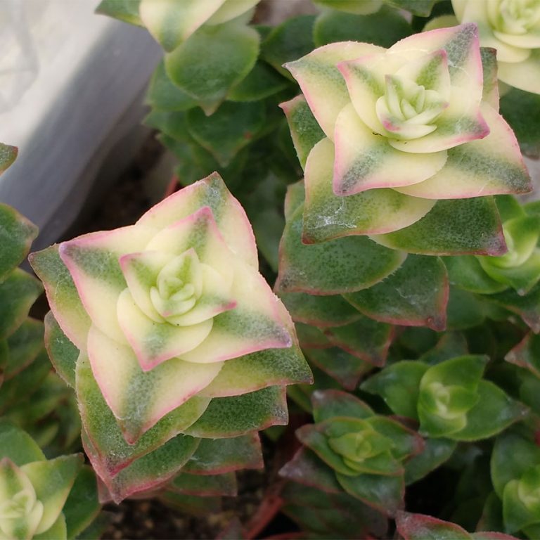 Crassula Buddha’s Temple - Plants - Sunnyplants.com