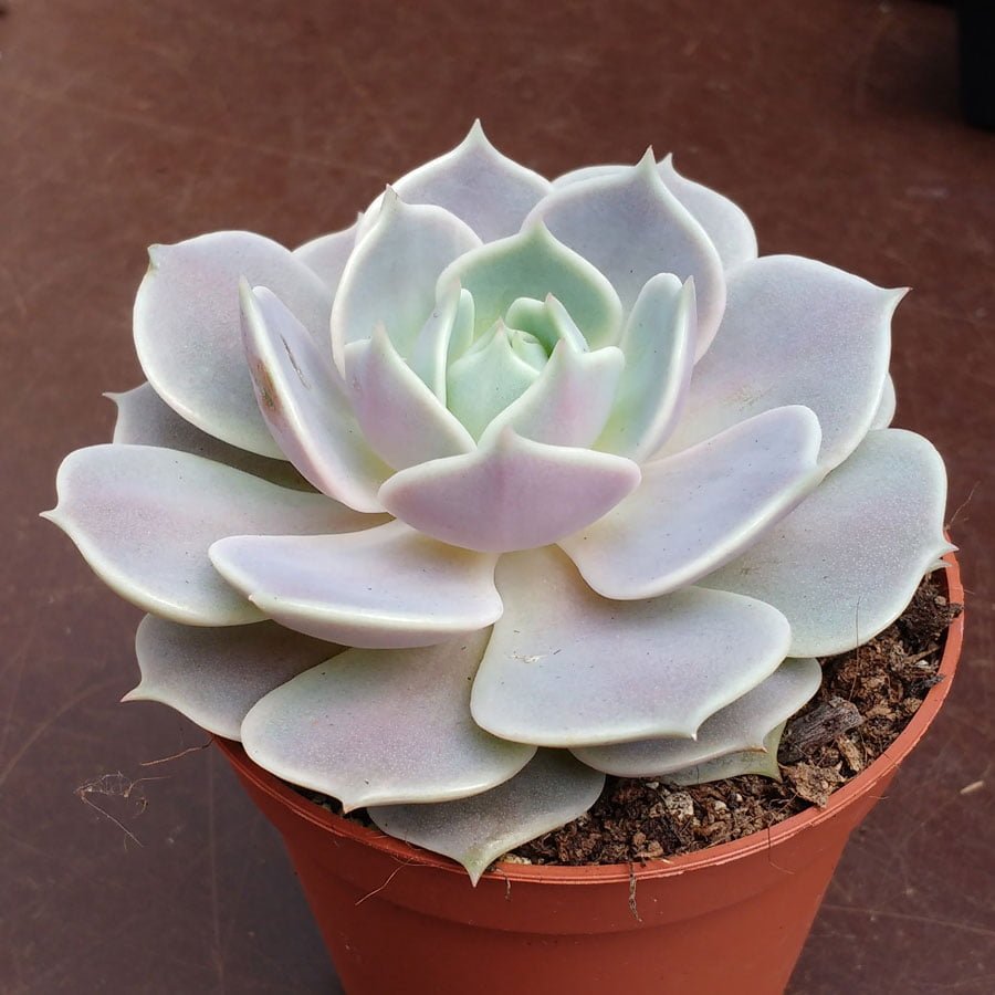 Echeveria Lola - Cuttings - Sunnyplants.com