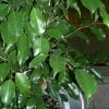 Graptopetalum bellum - Seeds - Sunnyplants.com