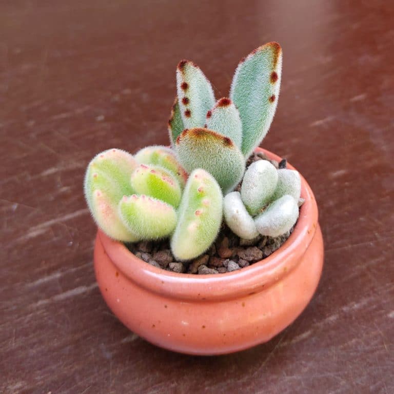 Fluffy Pack - 3 Cuttings - Sunnyplants.com
