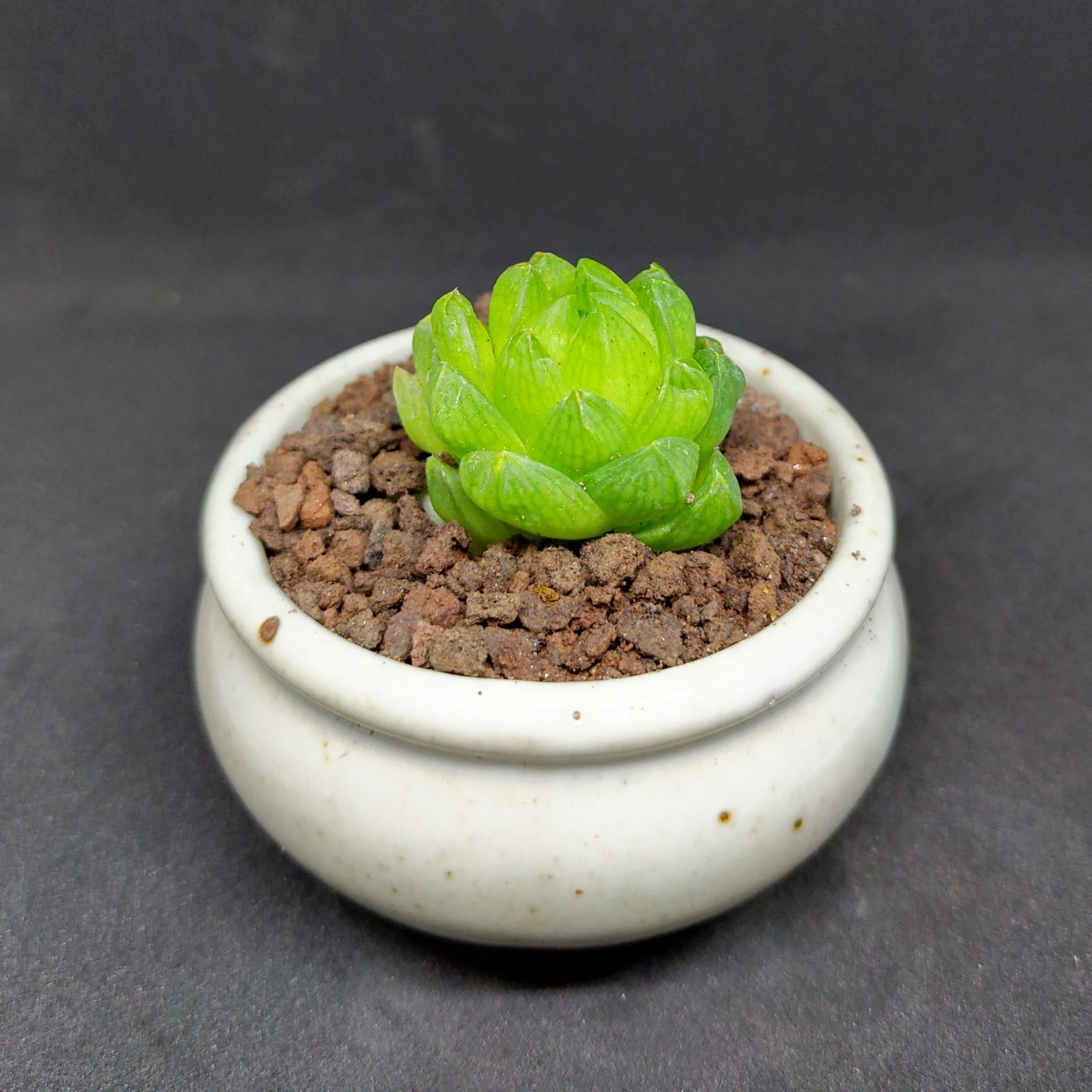 Haworthia cooperi picturata - Plants - Sunnyplants.com