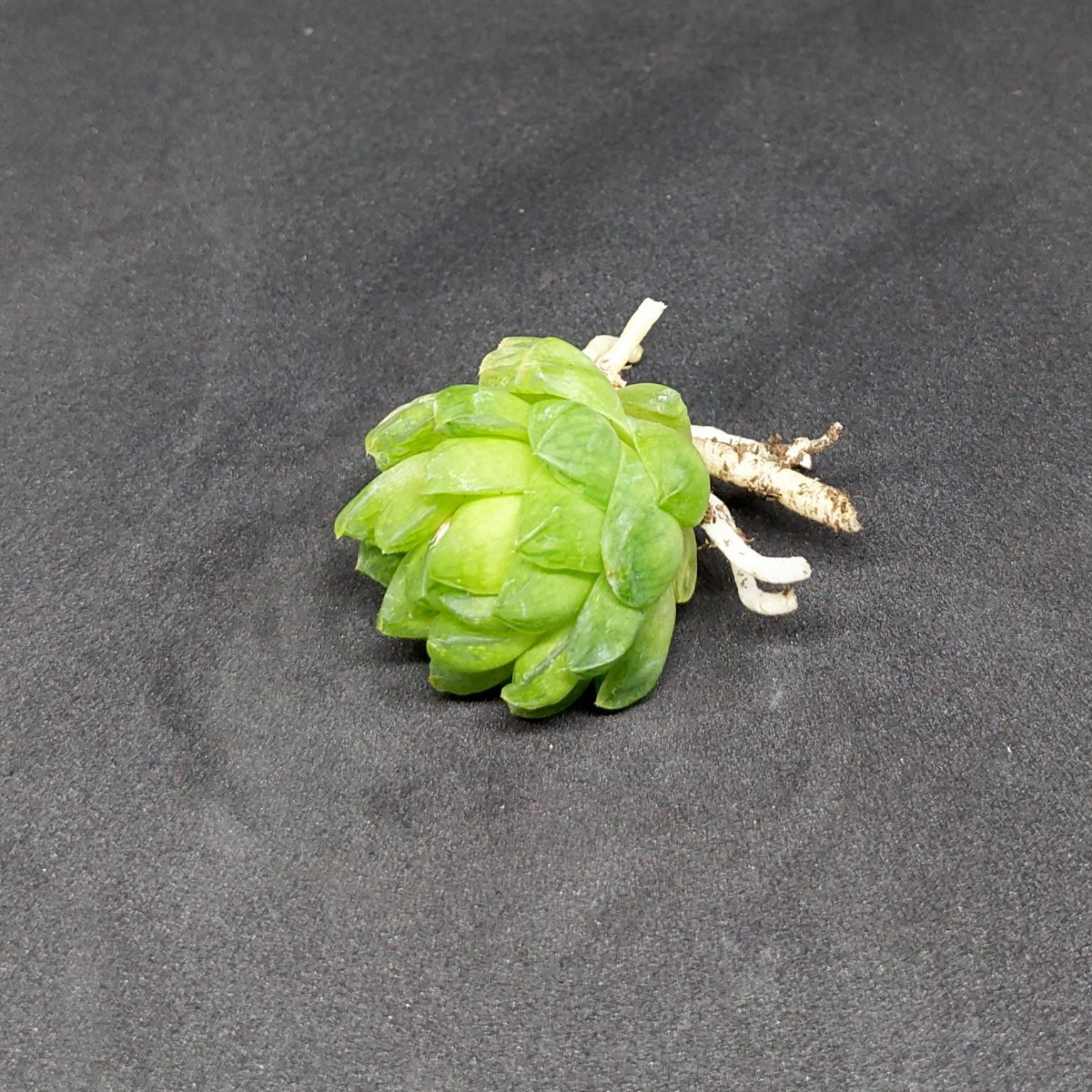 Haworthia cooperi picturata - Plants - Sunnyplants.com