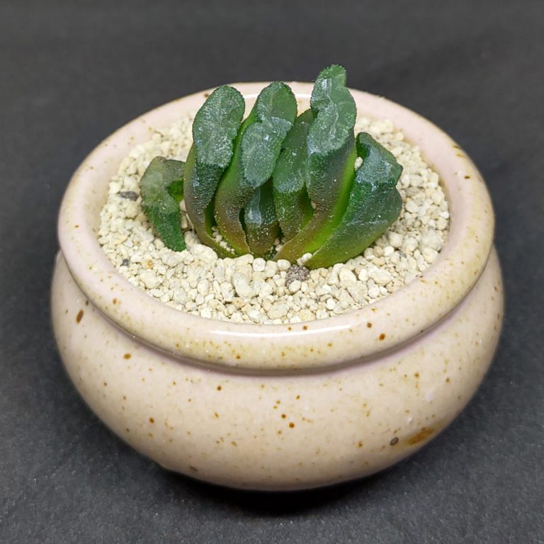 Haworthia truncata - Plants - Sunnyplants.com