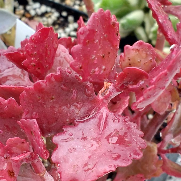 Kalanchoe rubinea - Cuttings - Sunnyplants.com