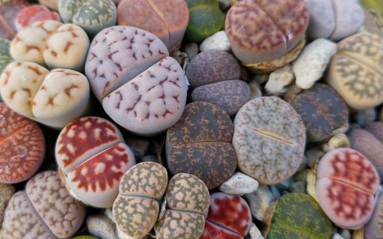 Lithops Care and Propagation - Sunnyplants.com