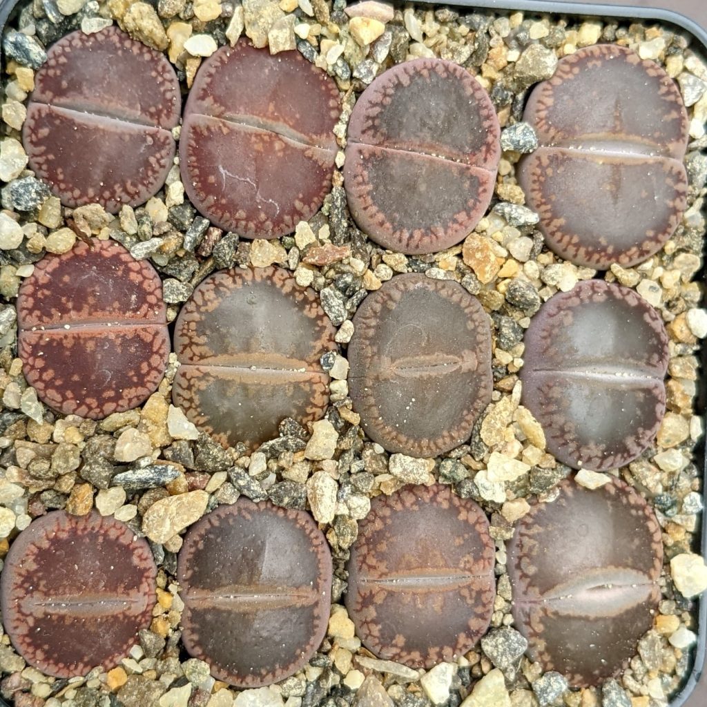 Lithops aucampiae Velvet Red - Living Stones - Plants - Sunnyplants.com