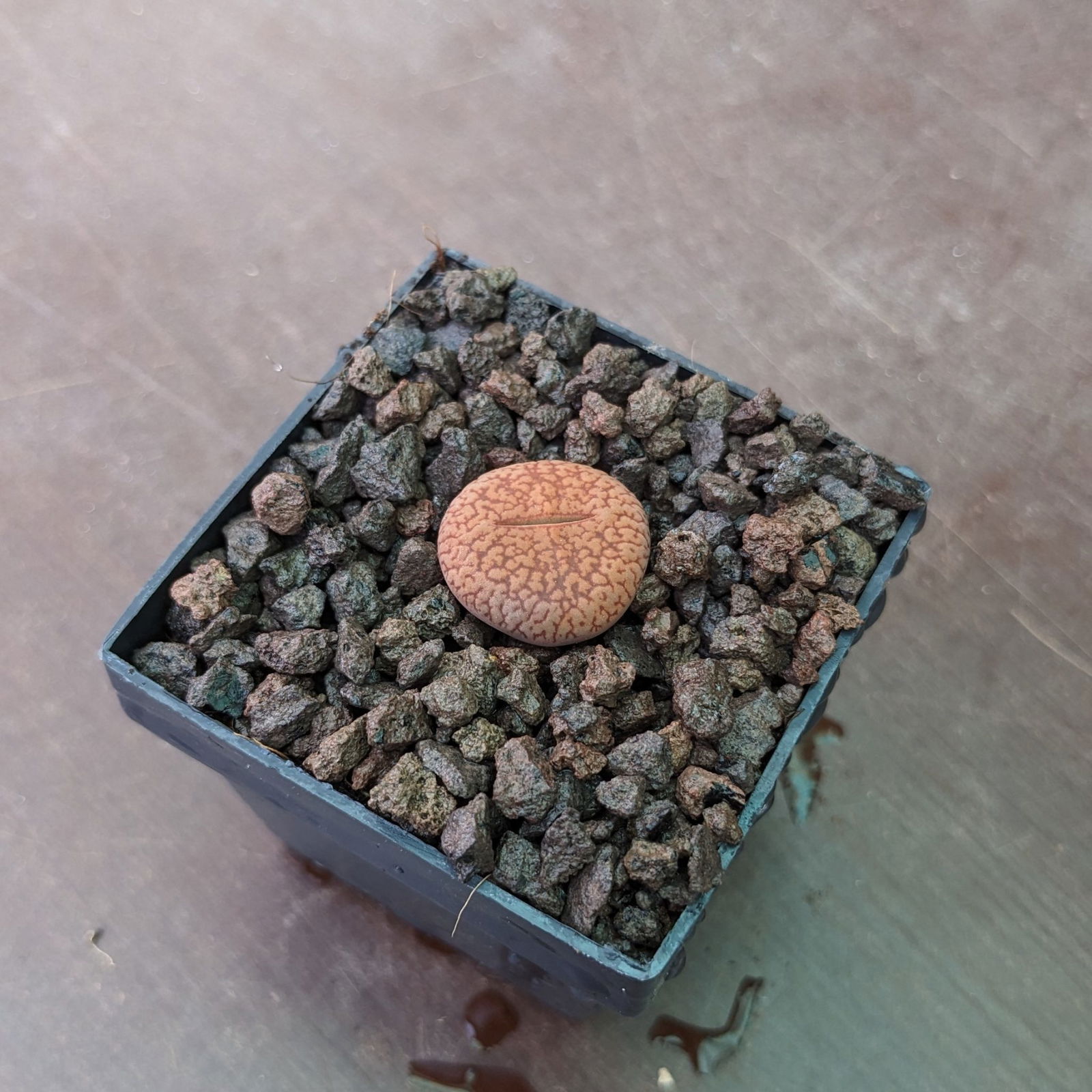 Lithops aucampiae koelemanii - Living Stones - Plants - Sunnyplants.com