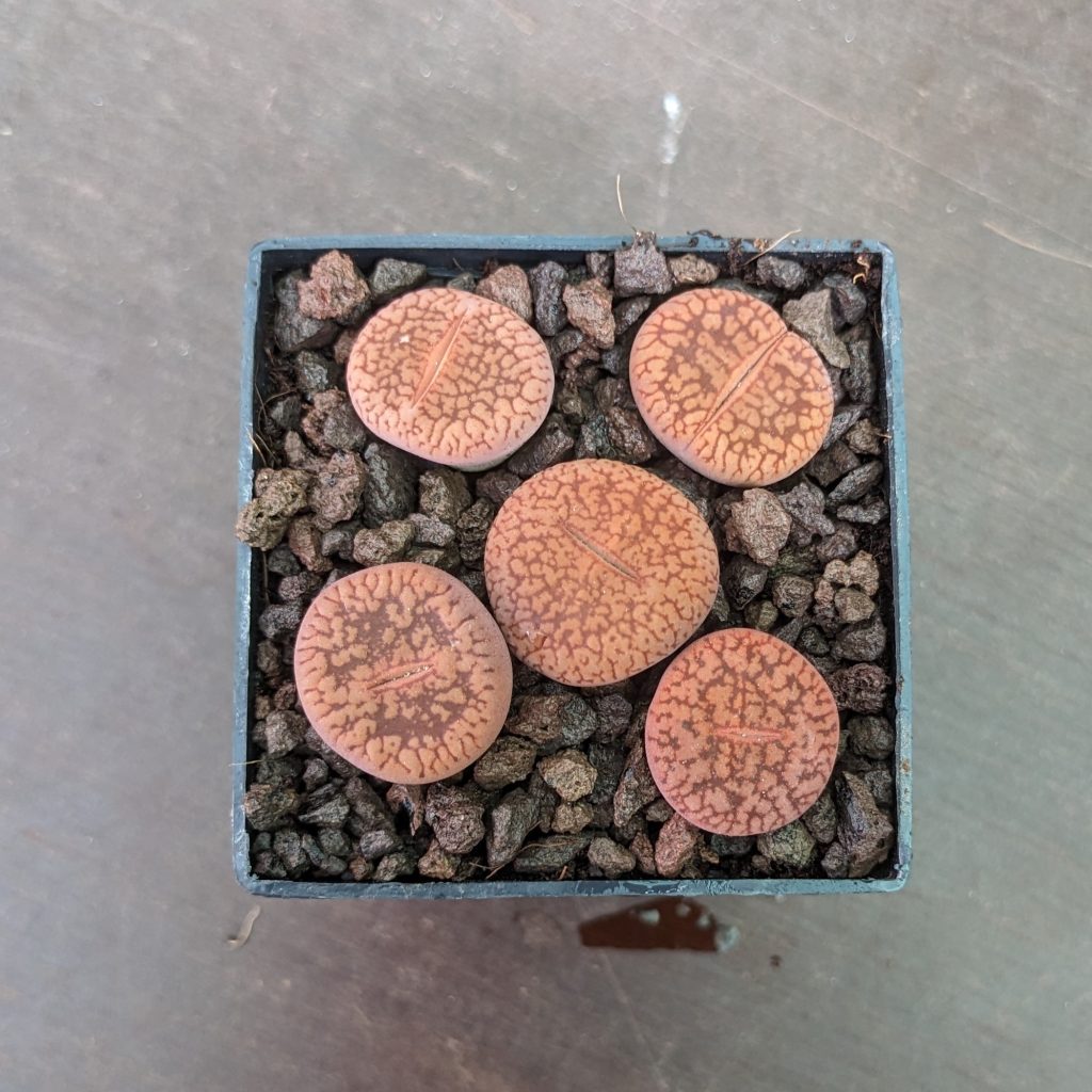 Lithops aucampiae koelemanii - Living Stones - Plants - Sunnyplants.com