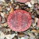 Lithops karasmontana bella - Living Stones - Plants - Sunnyplants.com
