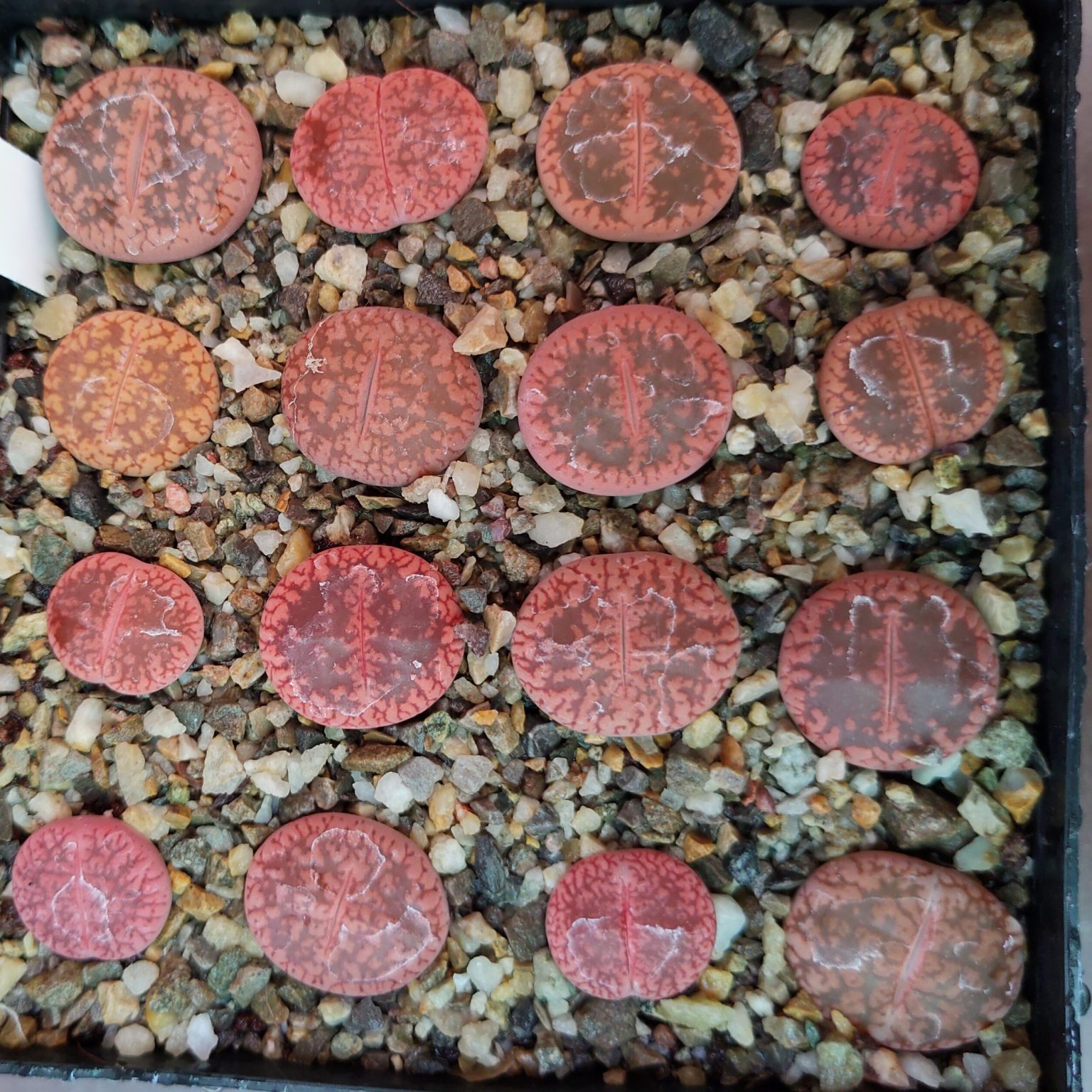 Lithops aucampiae Rudesheim Ruby - Living Stones - Plants - Sunnyplants.com