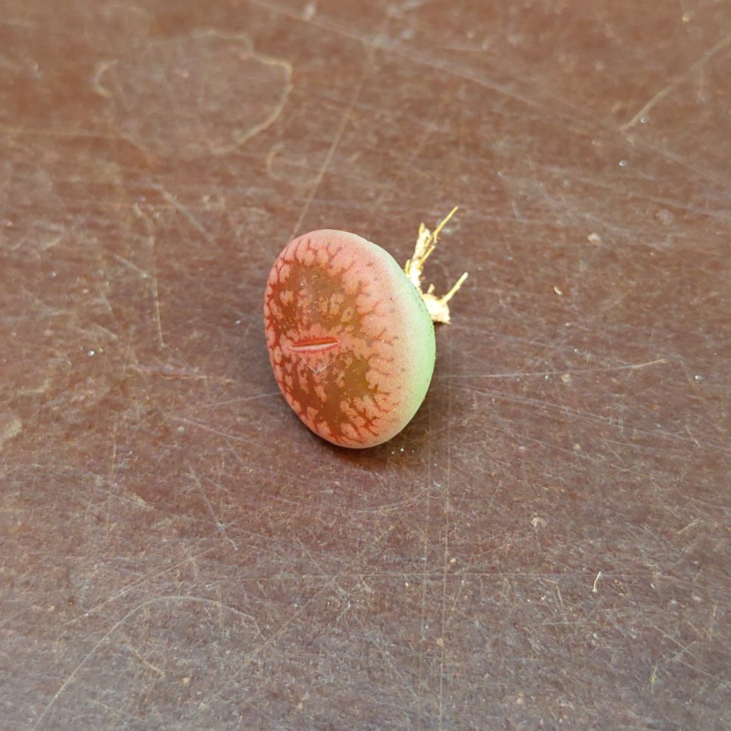Lithops aucampiae Rudesheim Ruby - Levende Steentjes - Planten ...