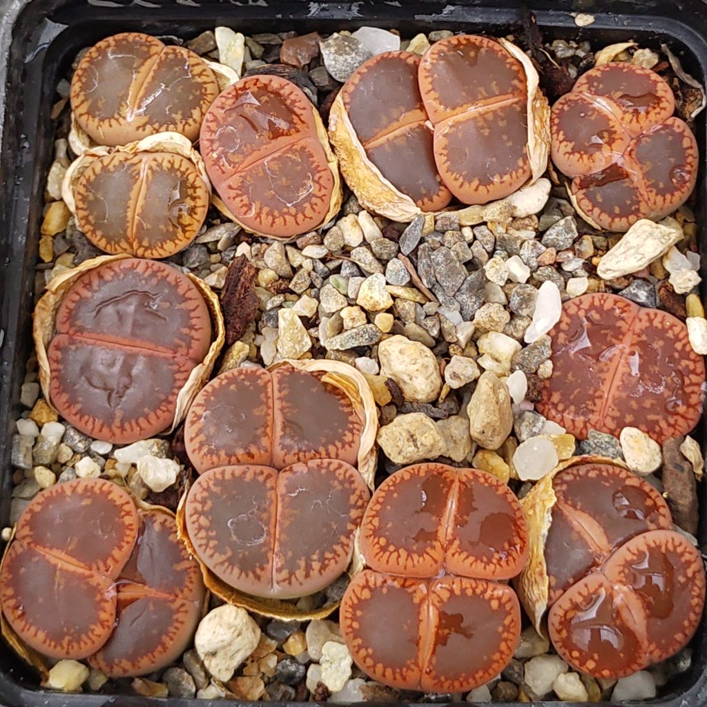 Lithops aucampiae Velvet Red - Living Stones - Plants - Sunnyplants.com