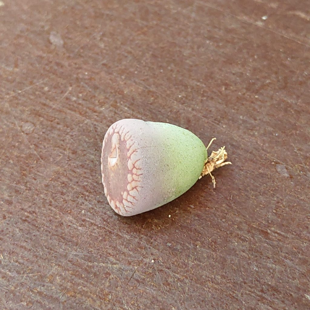 Lithops aucampiae Velvet Red - Living Stones - Plants - Sunnyplants.com