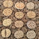 Lithops karasmontana Top Red Selection - Living Stones - Plants ...