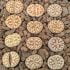 Lithops karasmontana Top Red Selection - Living Stones - Plants ...