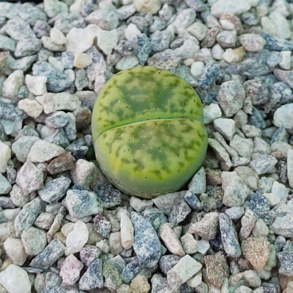 Lithops bromfieldii Sulphurea - Levende Steentjes - Planten ...