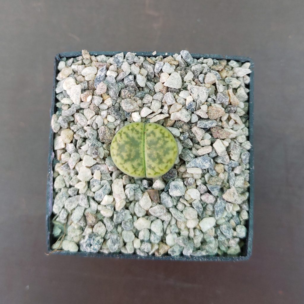 Lithops bromfieldii Sulphurea - Living Stones - Plants - Sunnyplants.com