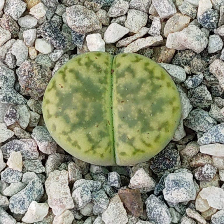 Lithops bromfieldii Sulphurea - Living Stones - Plants - Sunnyplants.com