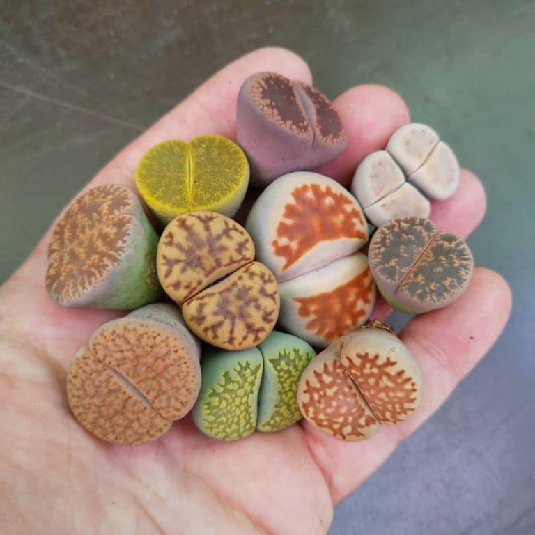 Lithops Collection - Living Stones - Sunnyplants.com