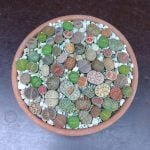 Lithops Collection - Living Stones - Sunnyplants.com