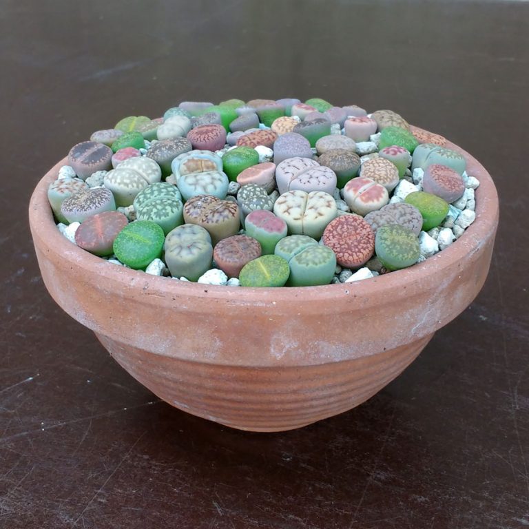 Lithops Collection - Living Stones - Sunnyplants.com