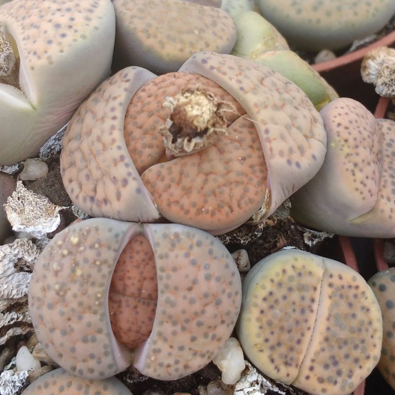 Lithops fulviceps - Living Stones - Plants - Sunnyplants.com