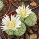 Lithops karasmontana bella - Living Stones - Plants - Sunnyplants.com