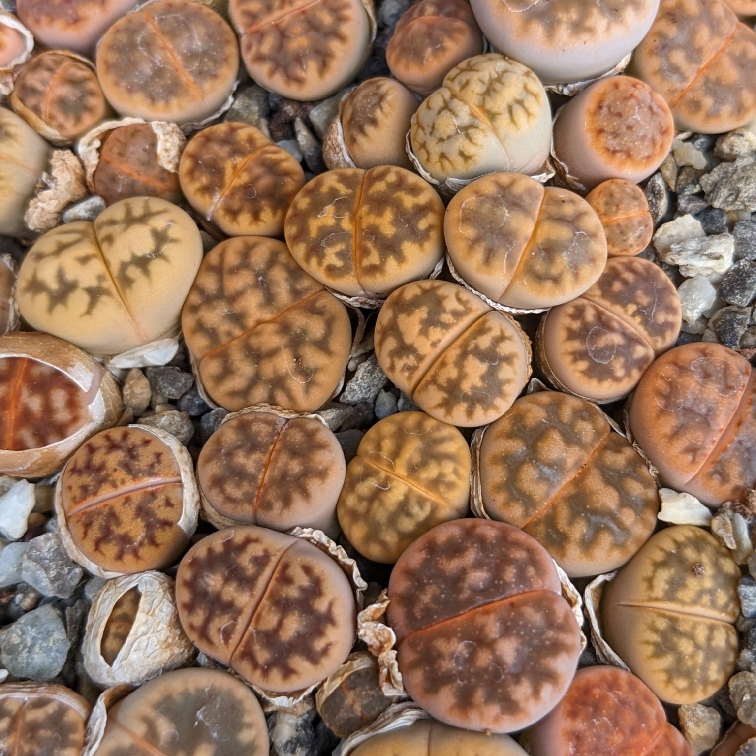 Lithops karasmontana bella - Living Stones - Plants - Sunnyplants.com