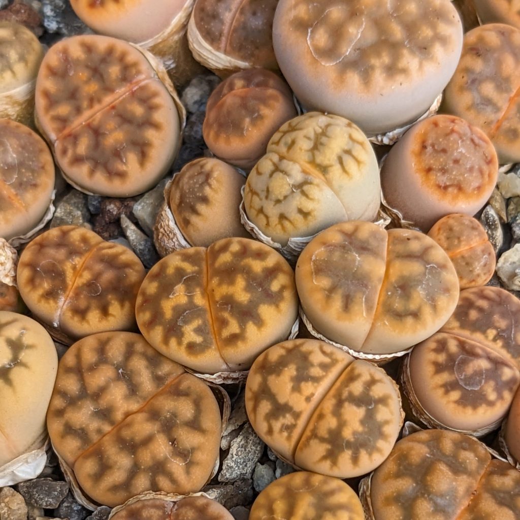 Lithops karasmontana bella - Living Stones - Plants - Sunnyplants.com
