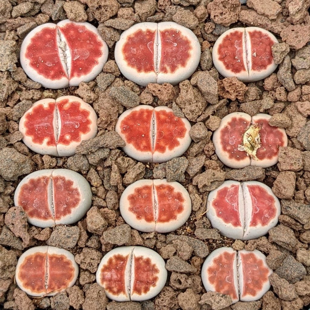 Lithops Collection - Living Stones - Sunnyplants.com