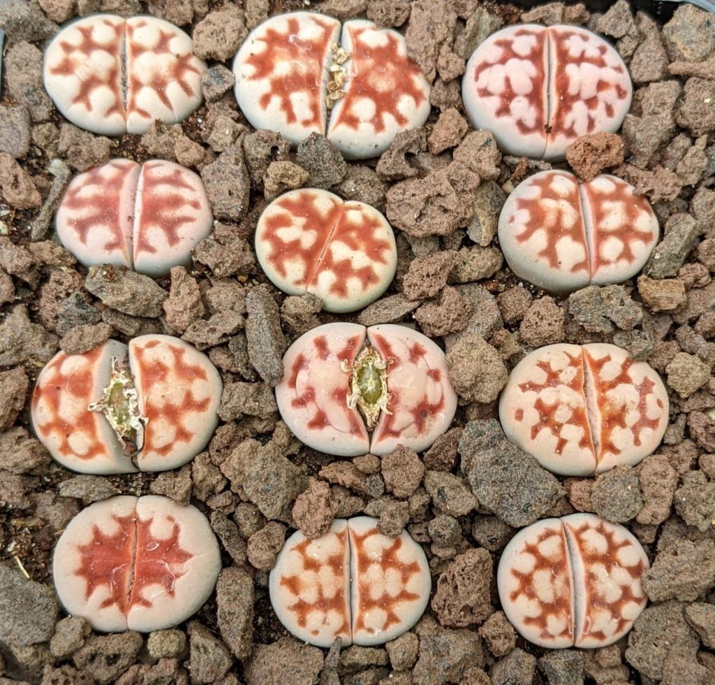 Lithops karasmontana Top Red Selection - Living Stones - Plants ...