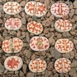 Lithops karasmontana Top Red Selection - Living Stones - Plants ...