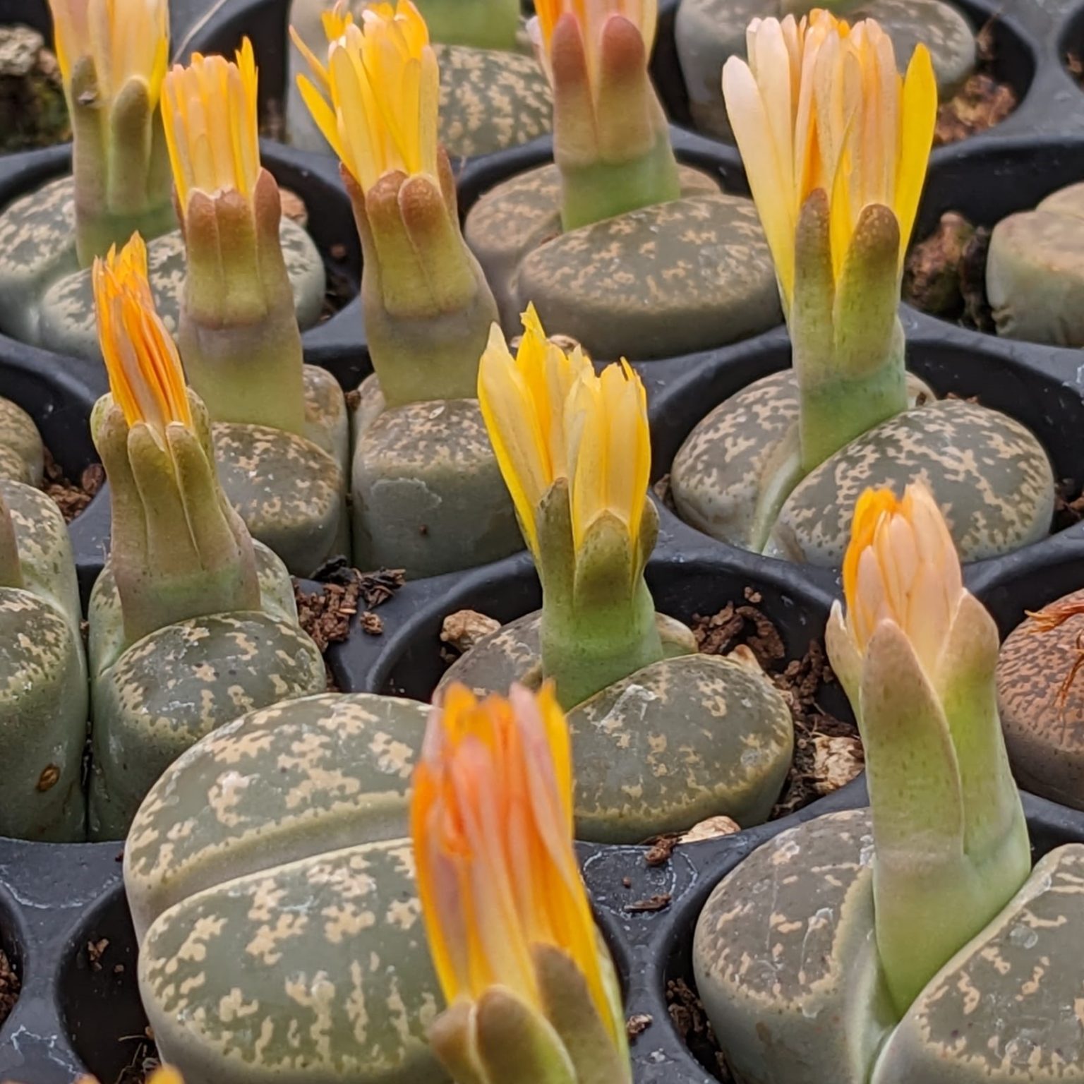 Lithops lesliei - Living Stones - Plants - Sunnyplants.com