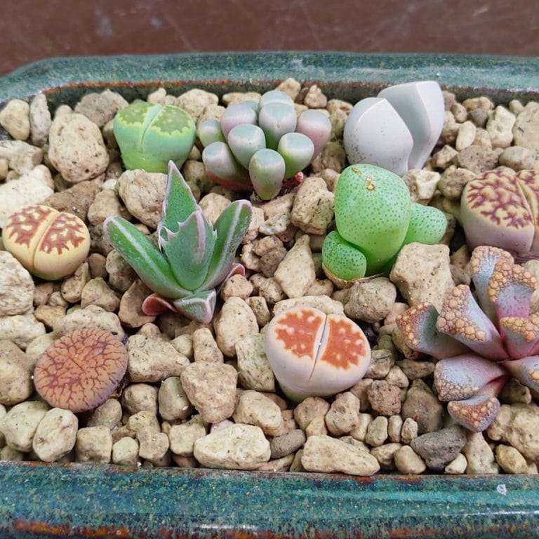Succulent Plants Collection - 5 Plants - Sunnyplants.com
