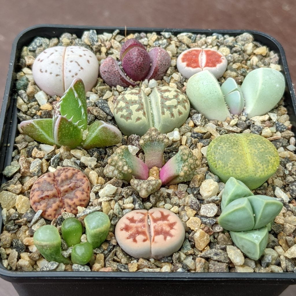 Lithops Collectie - Levende Steentjes - Sunnyplants.com
