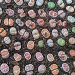 Lithops Collection - Living Stones - Sunnyplants.com