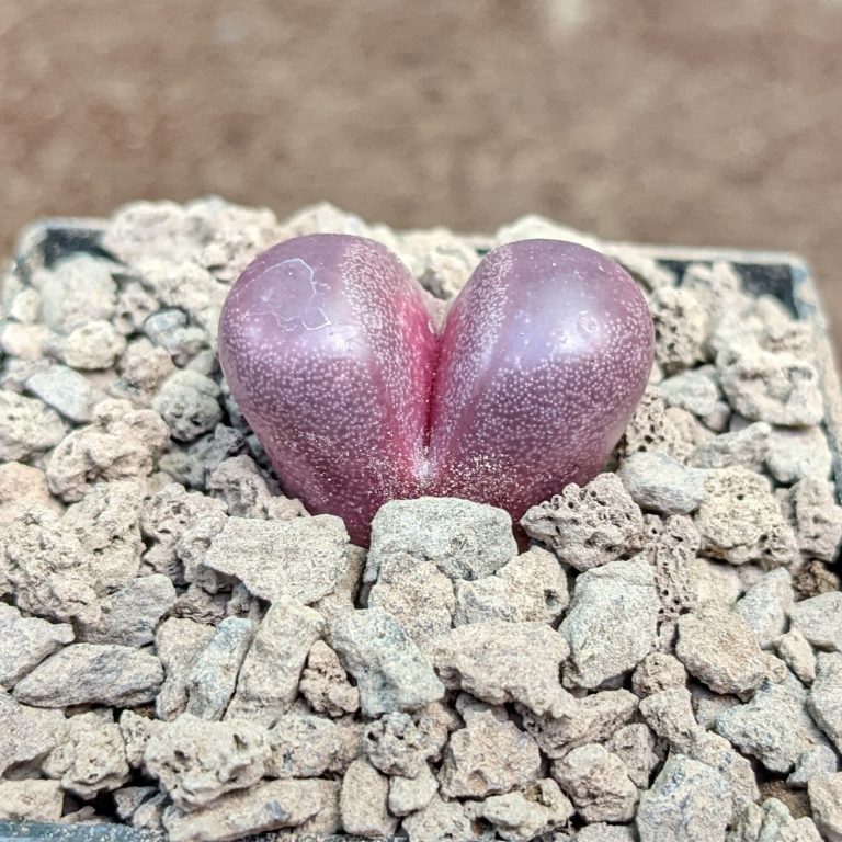 Lithops optica Rubra - Living Stones - Plants - Sunnyplants.com