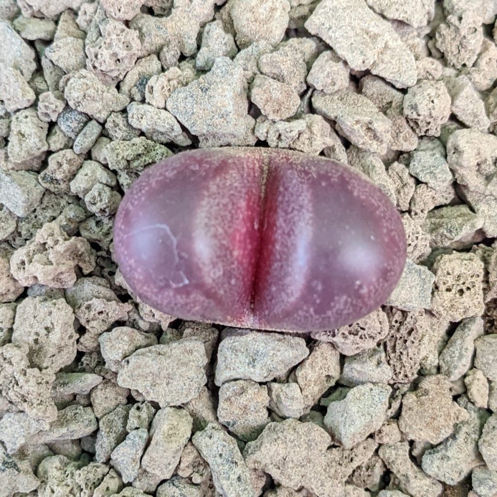 Lithops optica Rubra - Living Stones - Plants - Sunnyplants.com